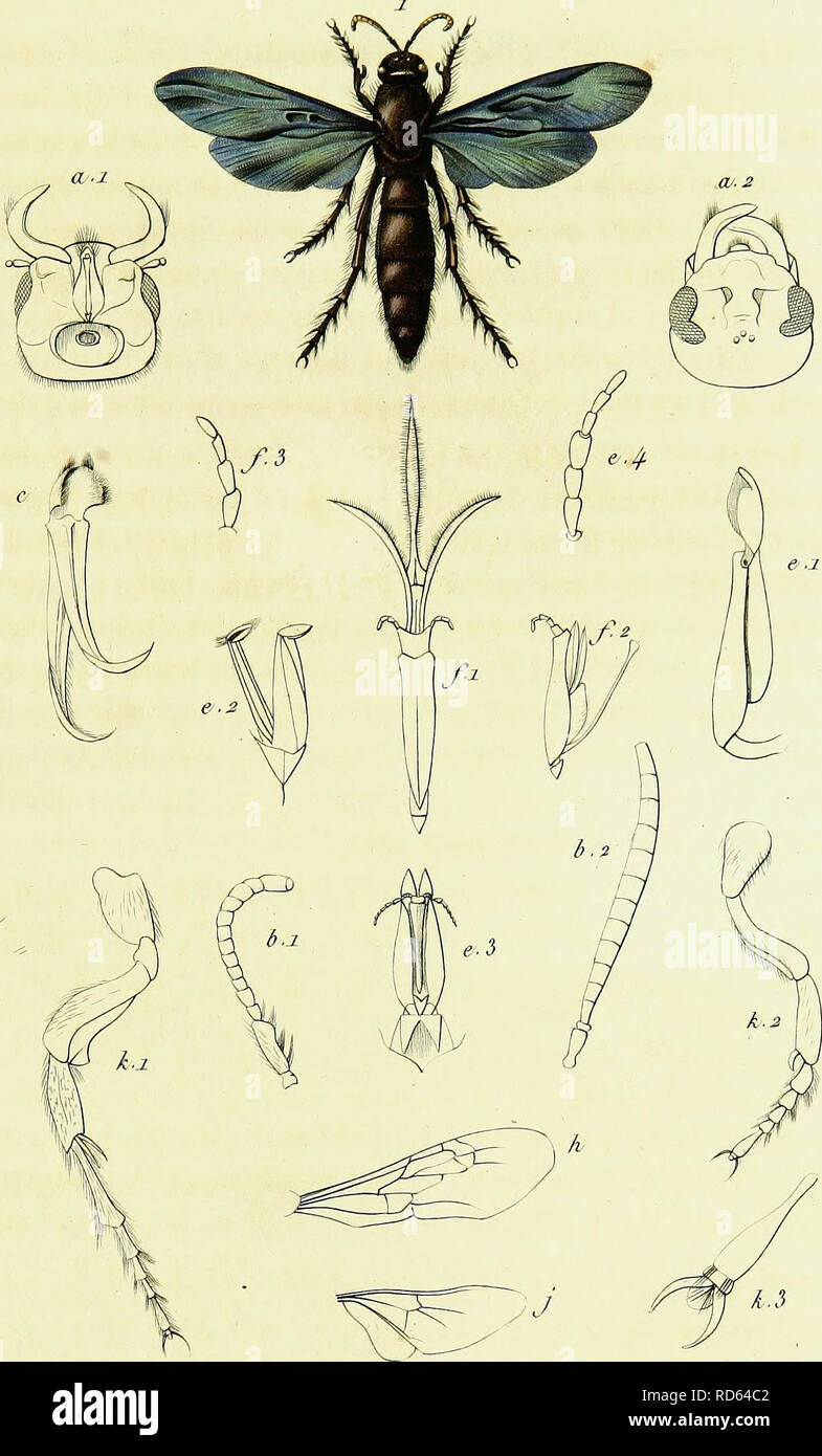 Hymenopteres scolia hi-res stock photography and images - Alamy
