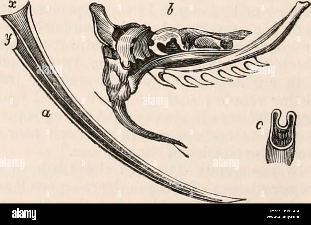 . The cyclopædia of anatomy and physiology. Anatomy; Physiology ...