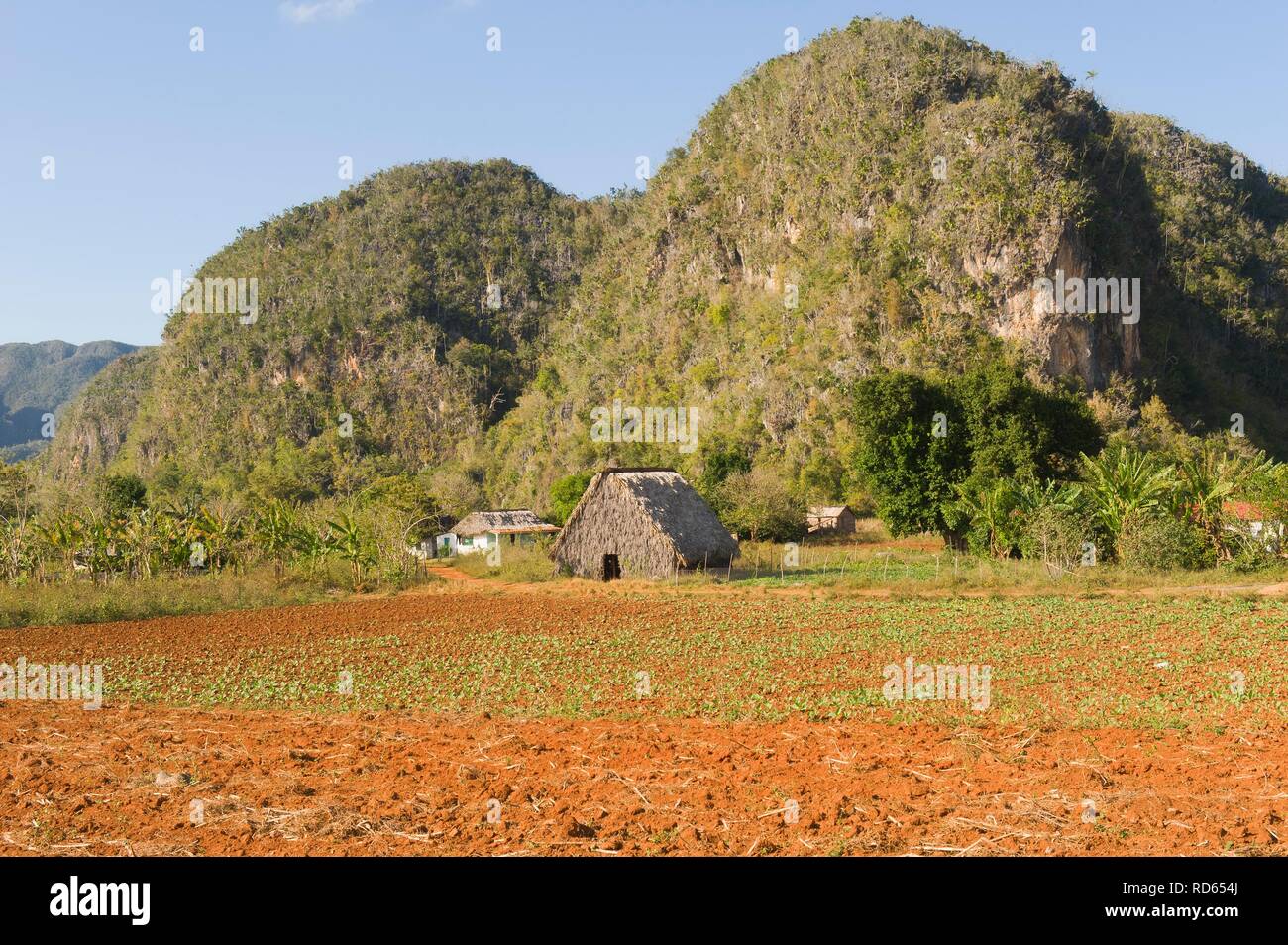 Mogotes, cone karst rocks, Vinales, Vinales Valley, Unesco World ...