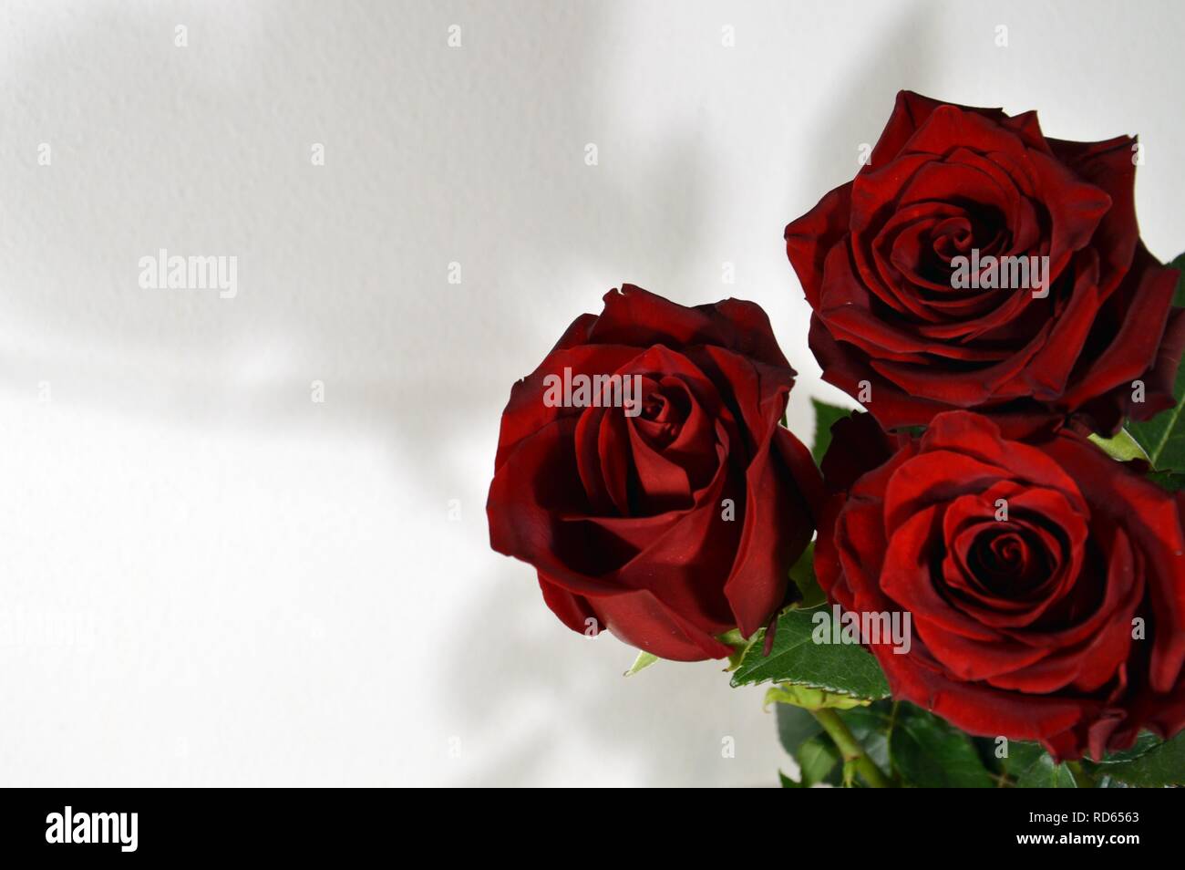 Three red rose on white background, for Valentine’s day Stock Photo - Alamy