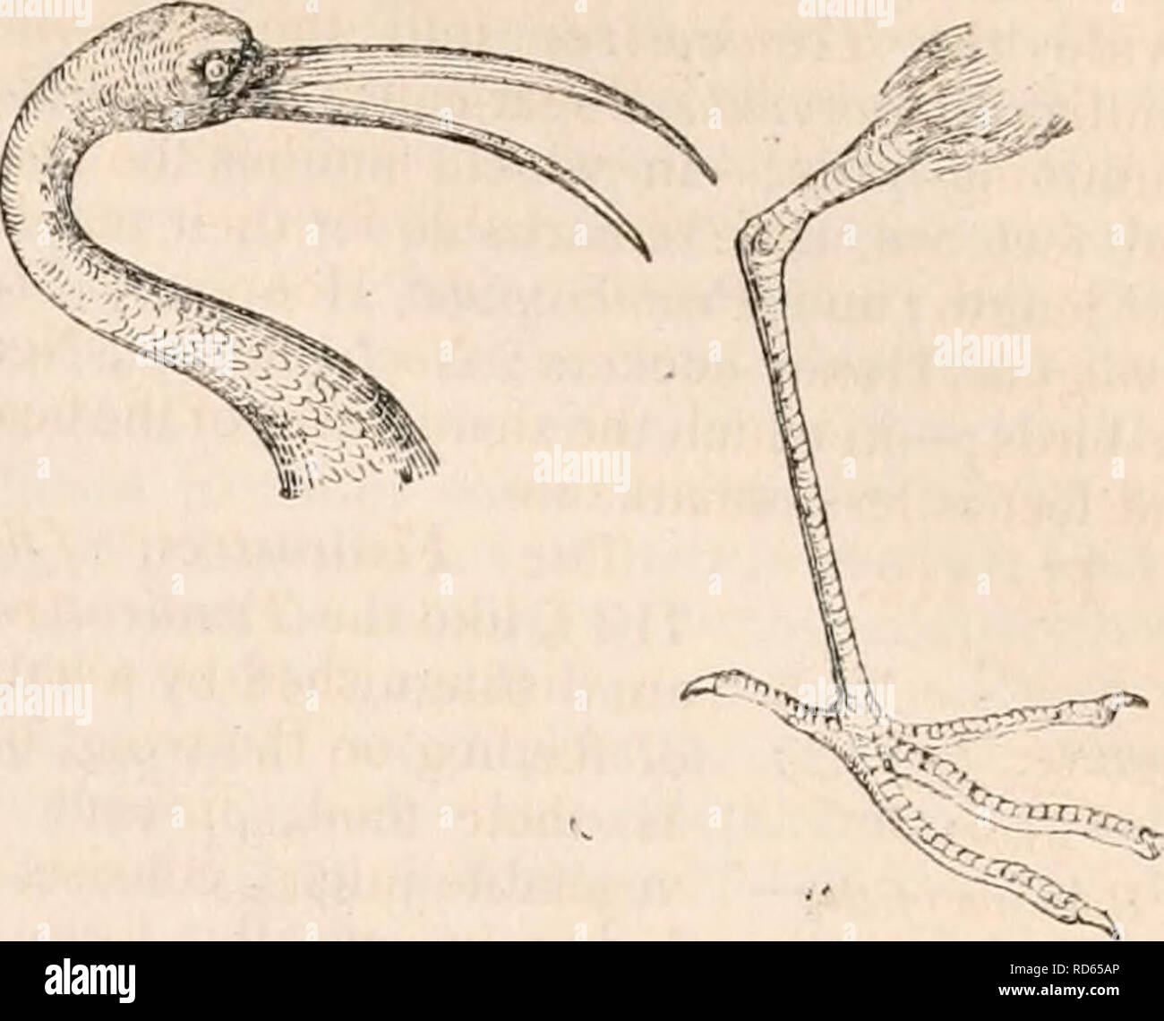 Strur hi-res stock photography and images - Alamy