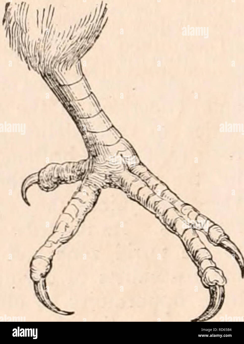 . The cyclopædia of anatomy and physiology. Anatomy; Physiology ...