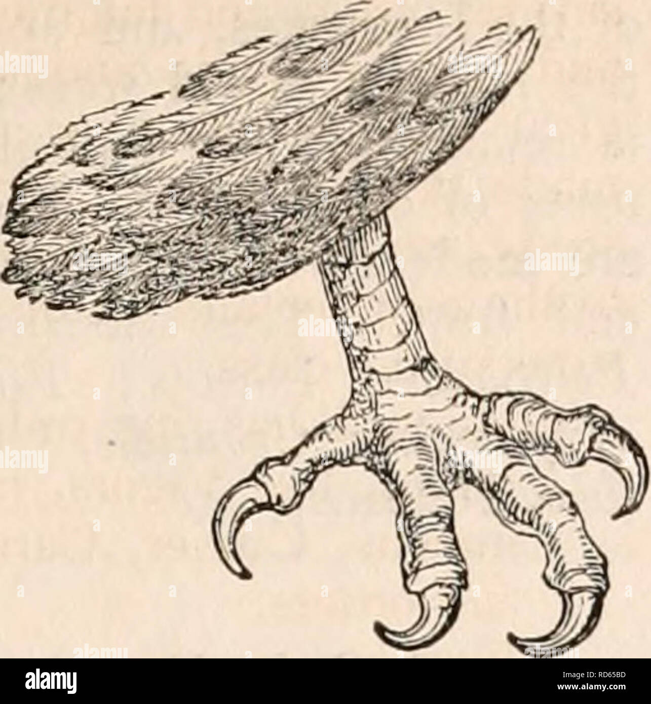 . The cyclopædia of anatomy and physiology. Anatomy; Physiology ...