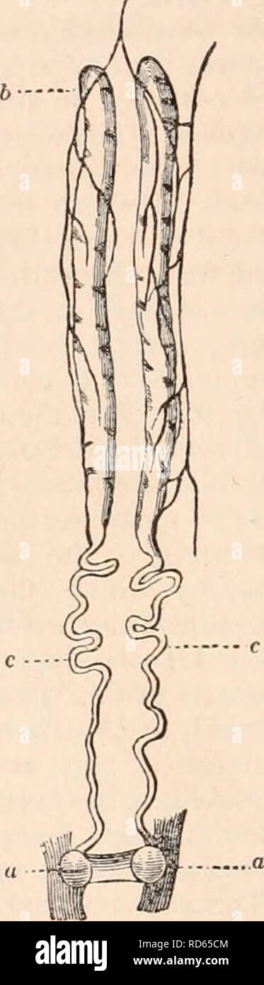 Two testicles hi-res stock photography and images - Alamy