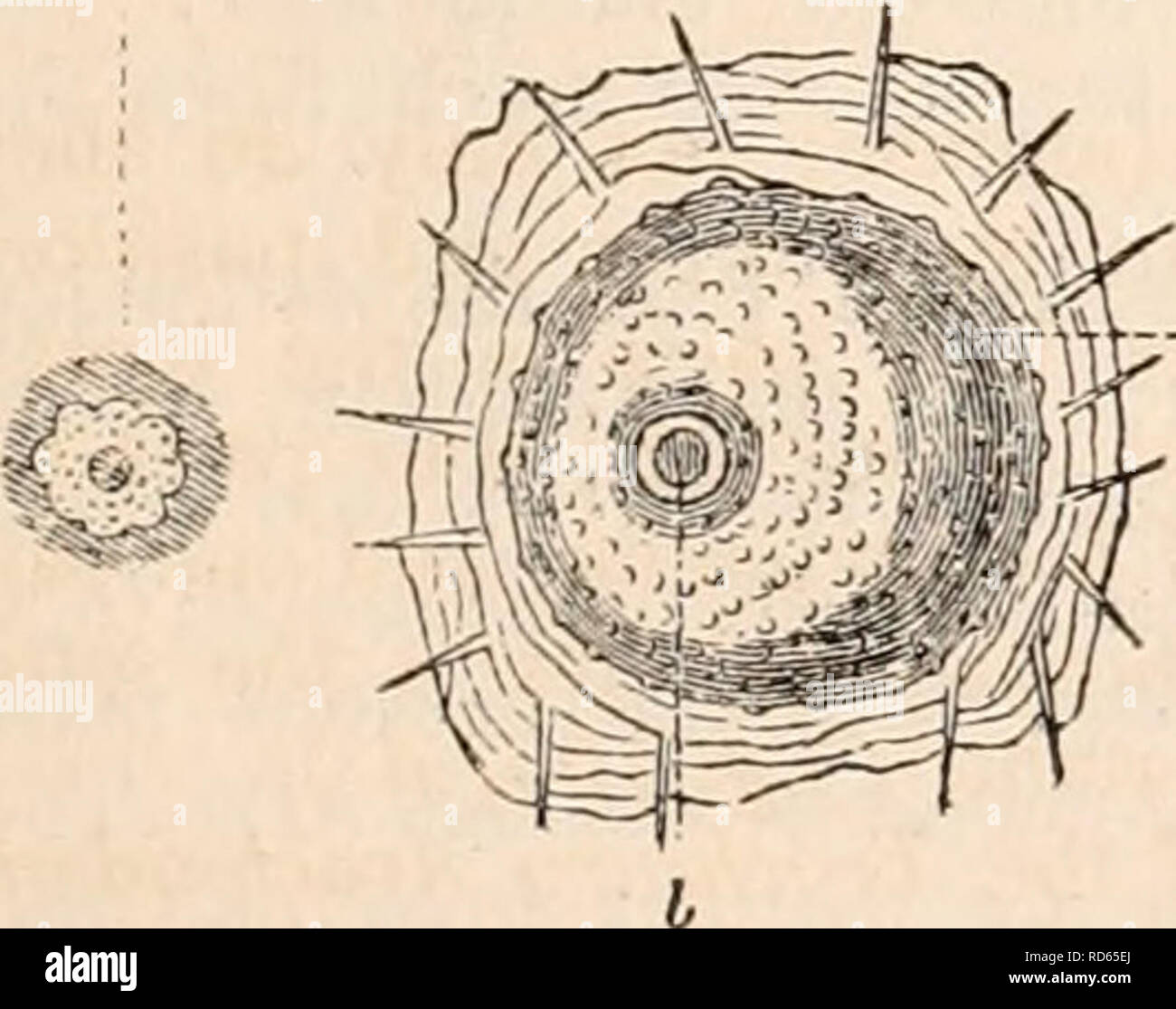 . The cyclopædia of anatomy and physiology. Anatomy; Physiology ...