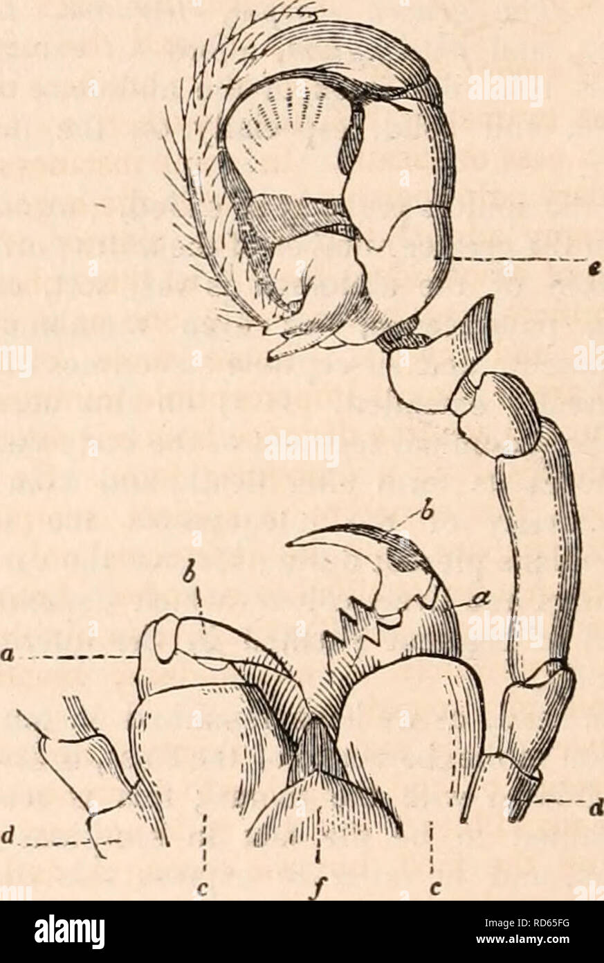 Booksubjectzoology spider anatomy hi-res stock photography and images ...