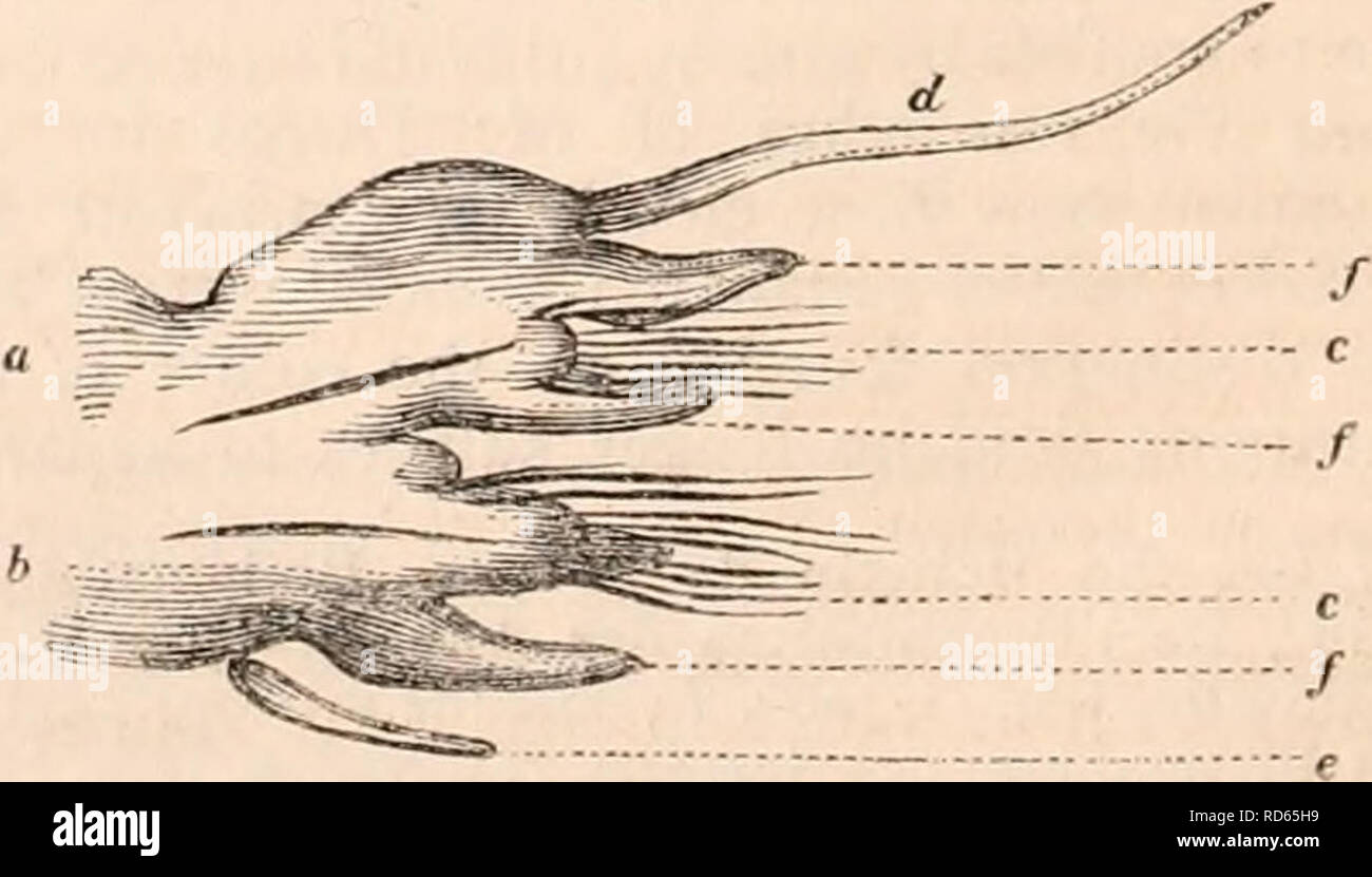 Amphinome hi-res stock photography and images - Alamy