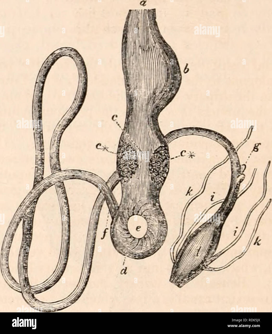 . The cyclopædia of anatomy and physiology. Anatomy; Physiology ...