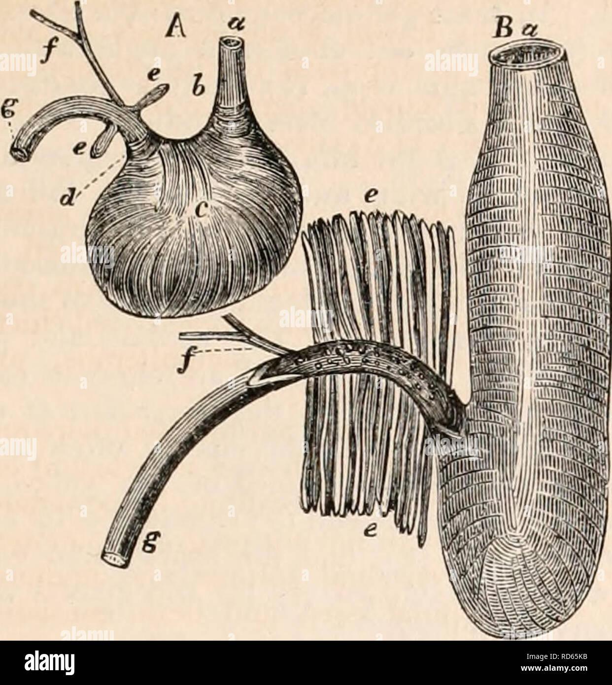 Choledochus High Resolution Stock Photography and Images - Alamy