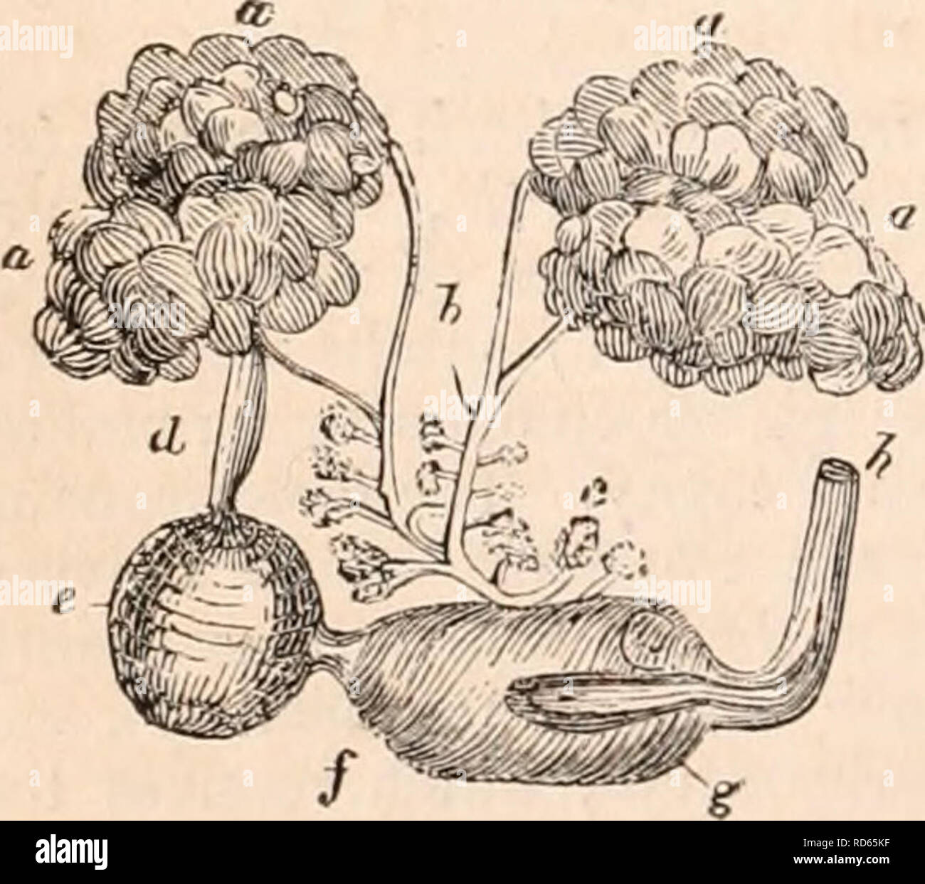 . The cyclopædia of anatomy and physiology. Anatomy; Physiology ...