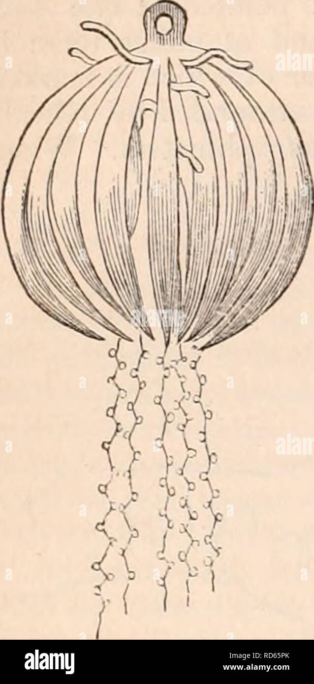 . The cyclopædia of anatomy and physiology. Anatomy; Physiology ...