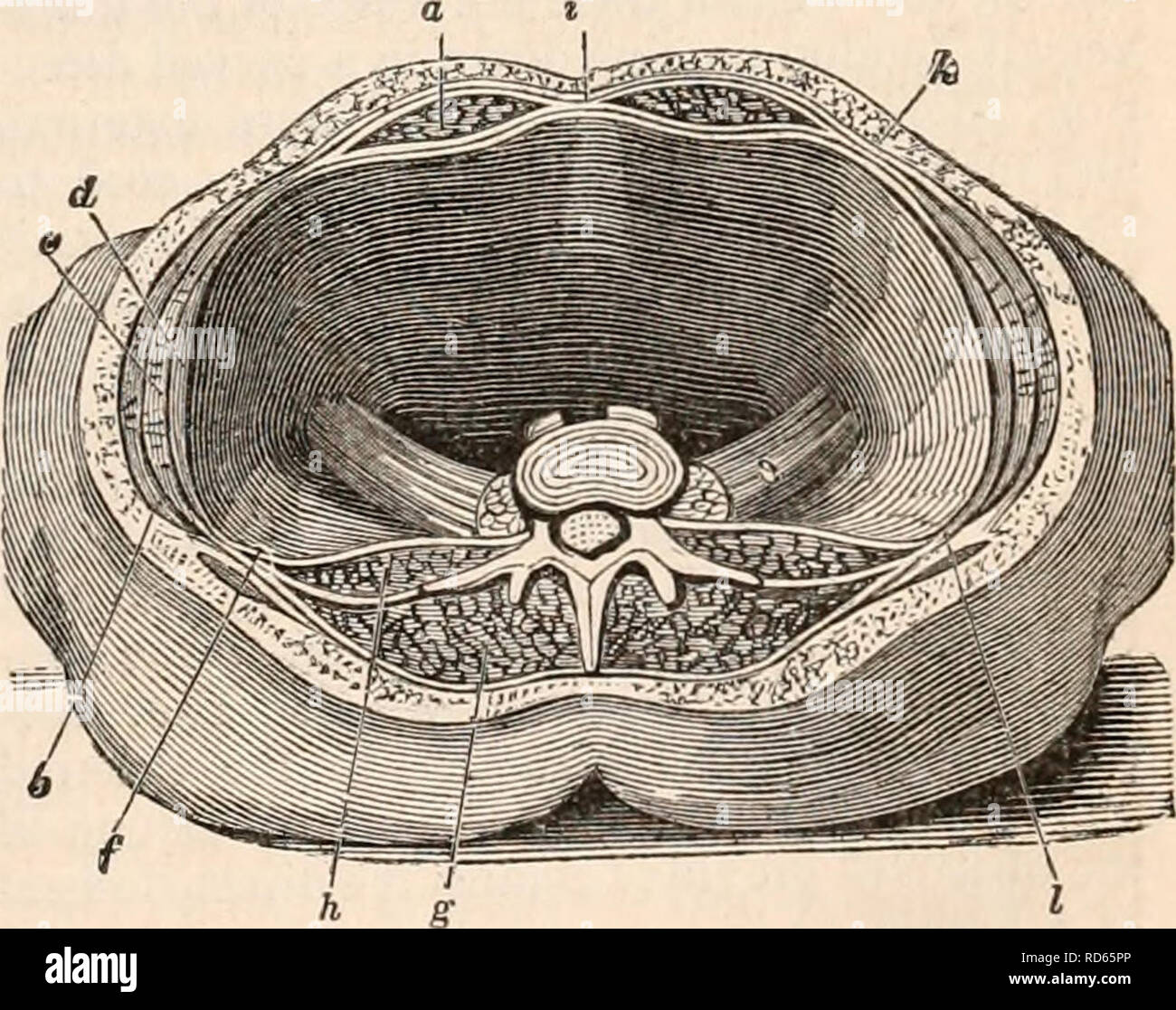 . The cyclopædia of anatomy and physiology. Anatomy; Physiology ...