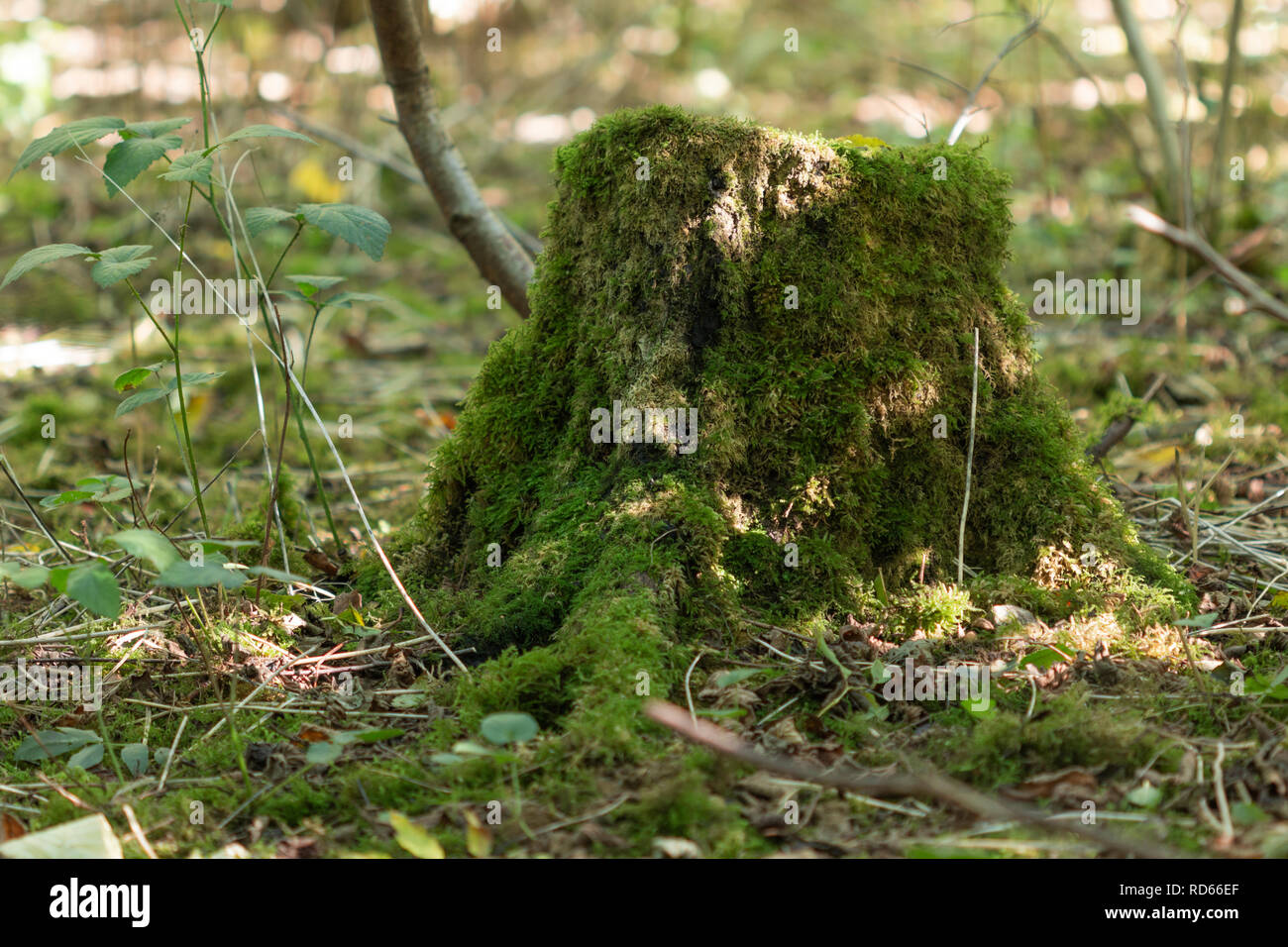 Floor around tree hi-res stock photography and images - Alamy