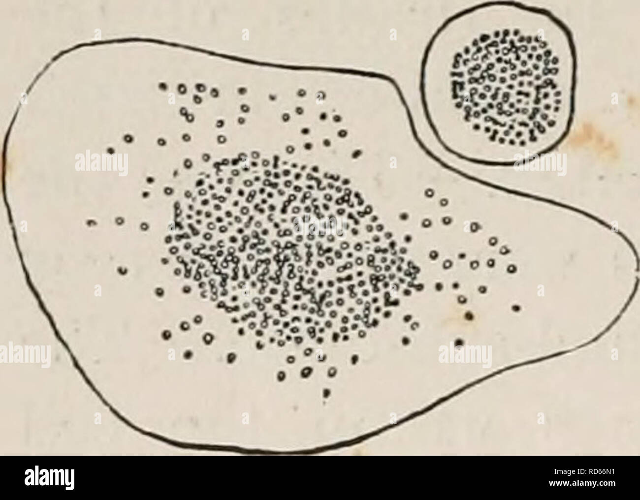 Axoplasm hi-res stock photography and images - Alamy