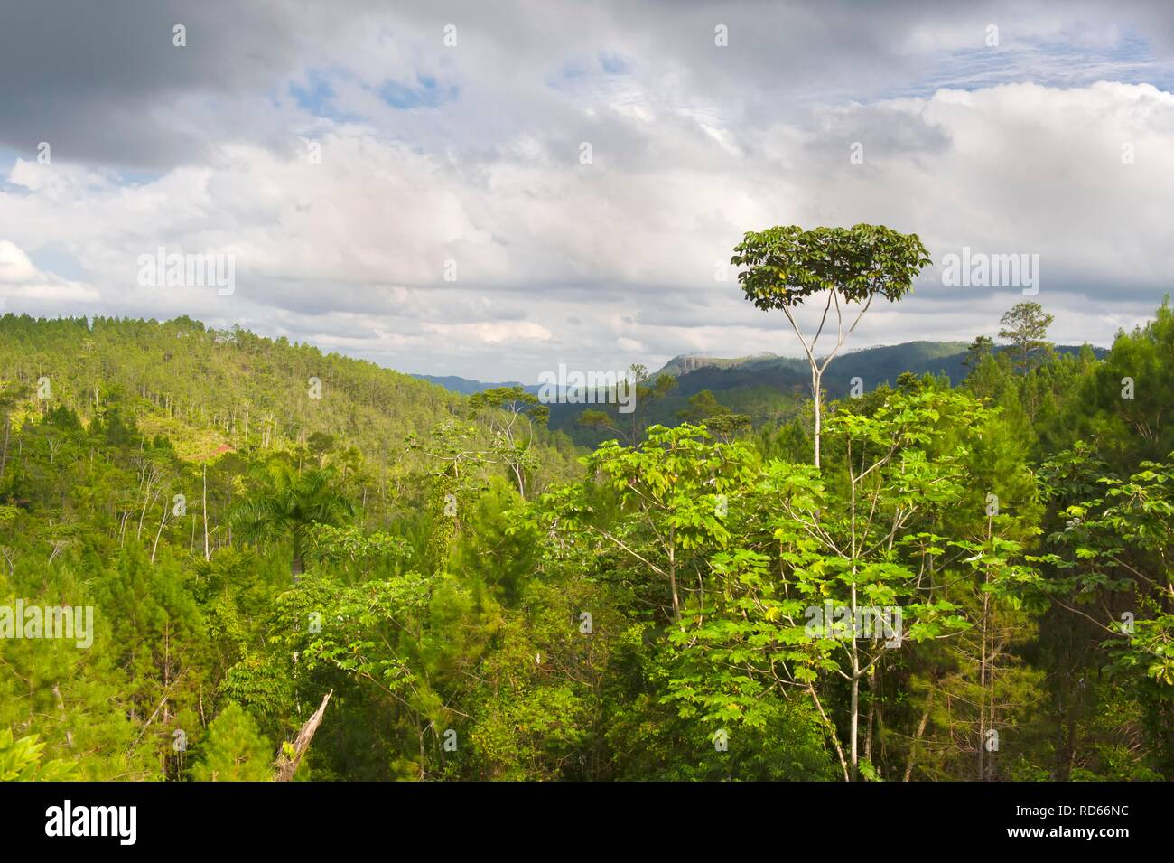Forest landscape between Guantanamo and Baracoa, Guantanamo province ...