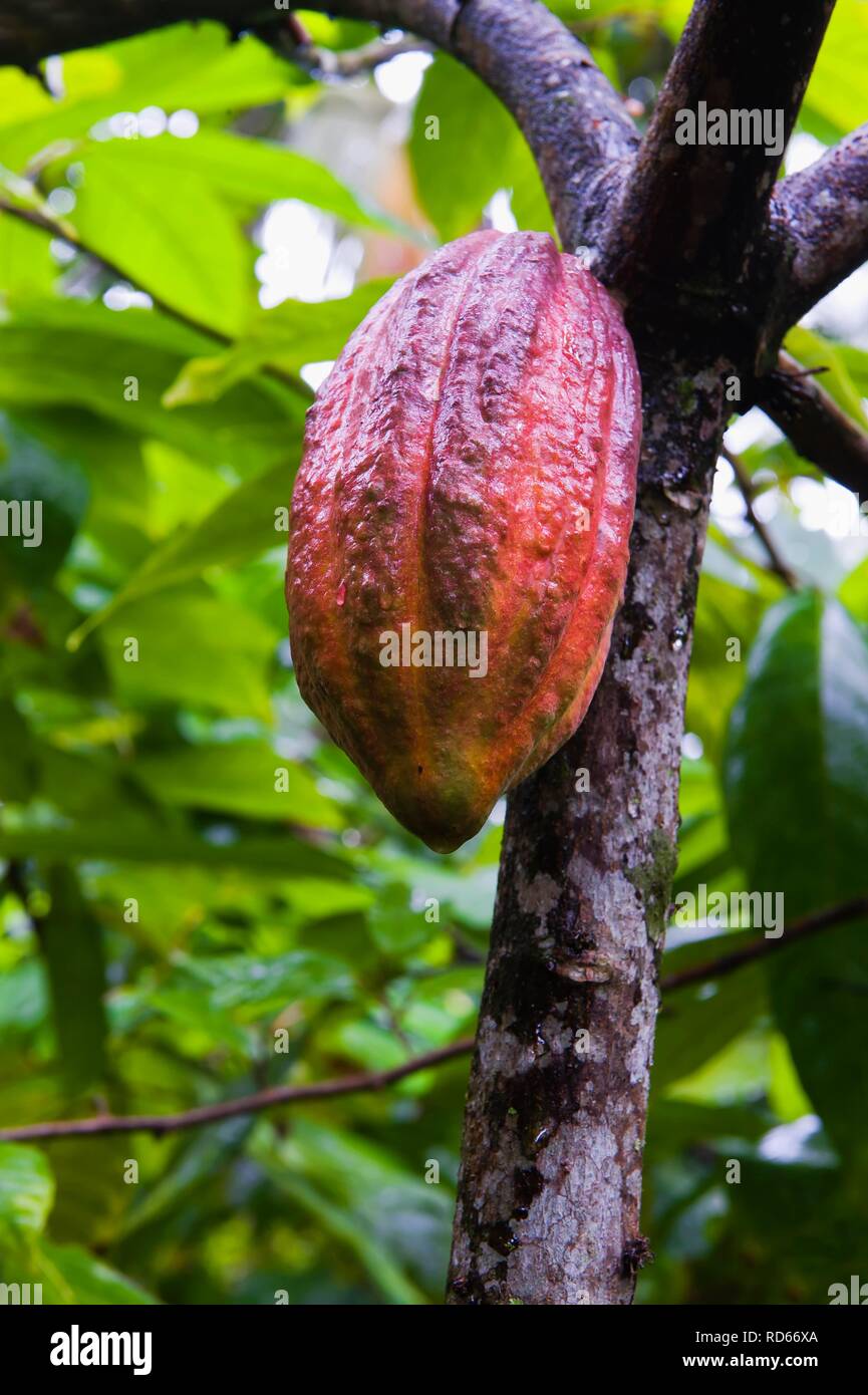 Cacao fruit (Theobroma cacao), Baracoa, Guantanamo province, Cuba Stock ...