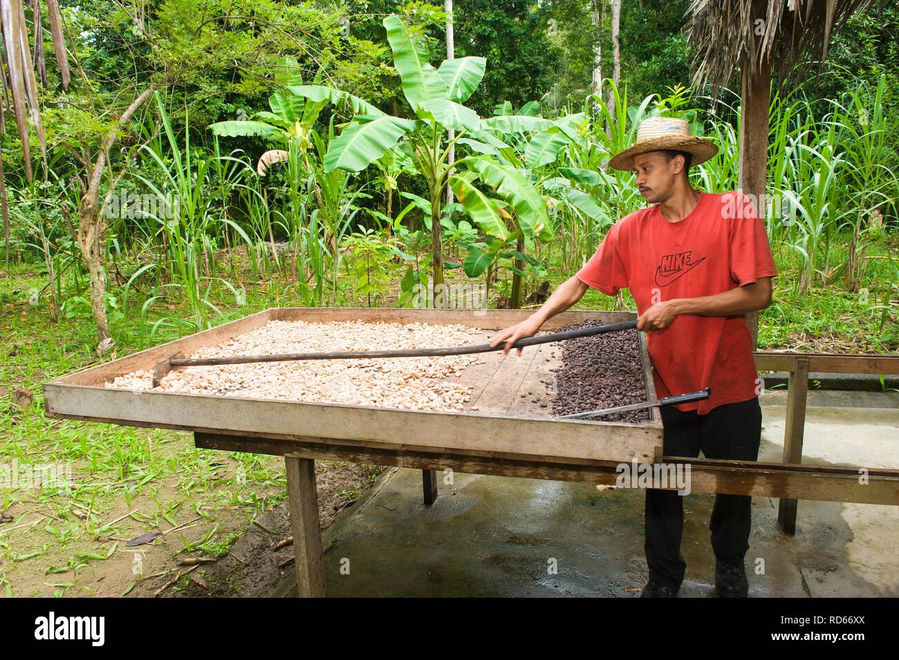 Cacao farm hi-res stock photography and images - Alamy