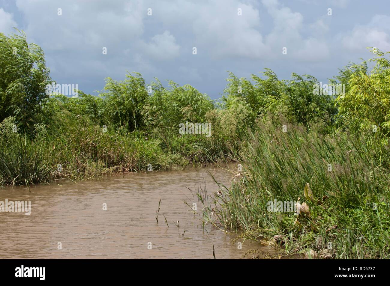 Canal, Parana delta, Tigre, Buenos Aires, Argentina, South America ...