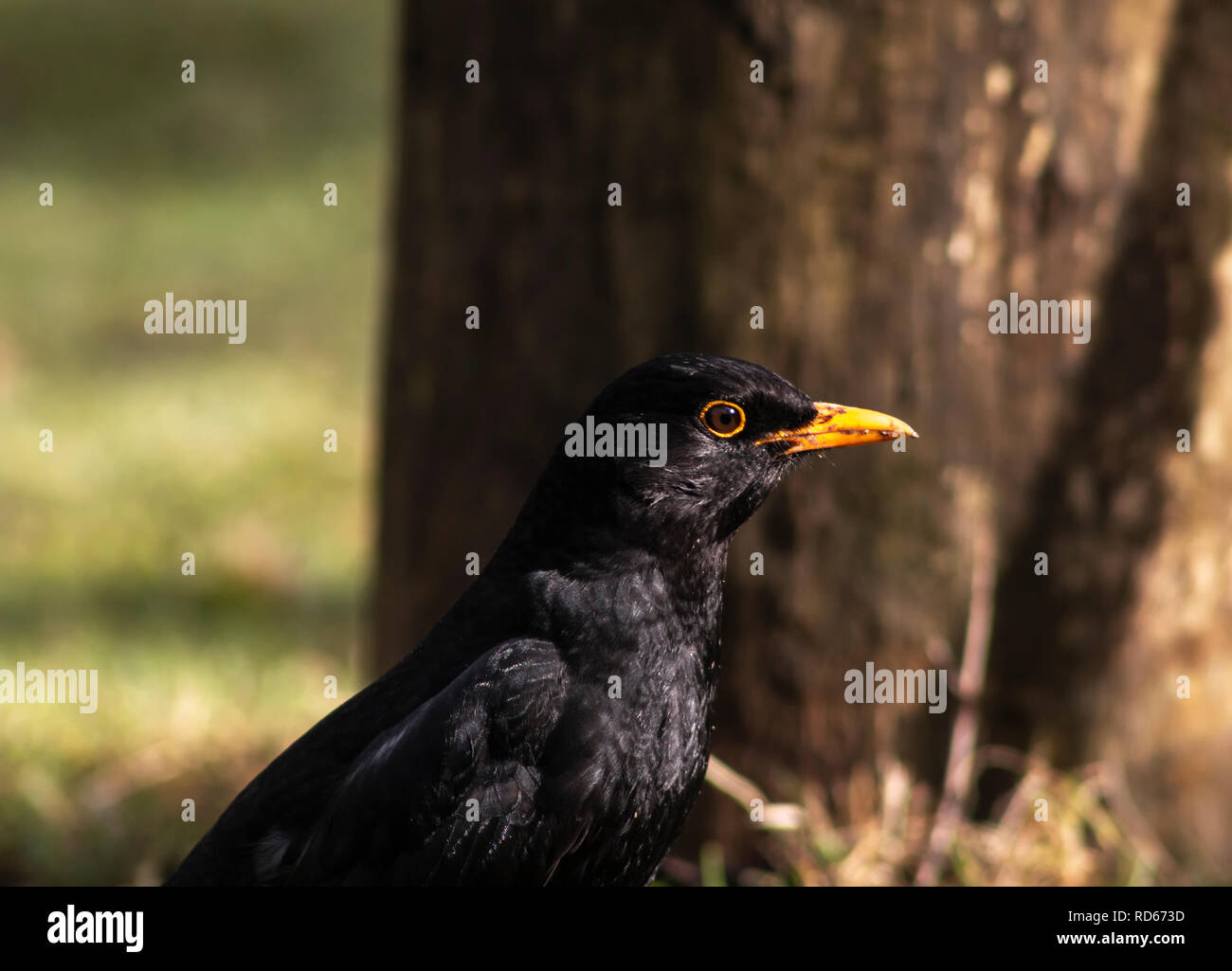 Blackbird with no head feathers hi-res stock photography and images - Alamy