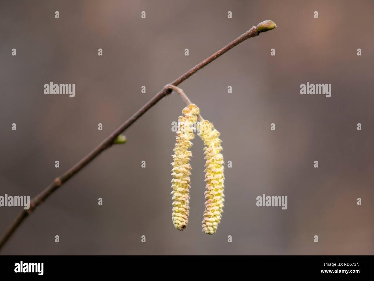 Catkins hanging from a branch Stock Photo - Alamy