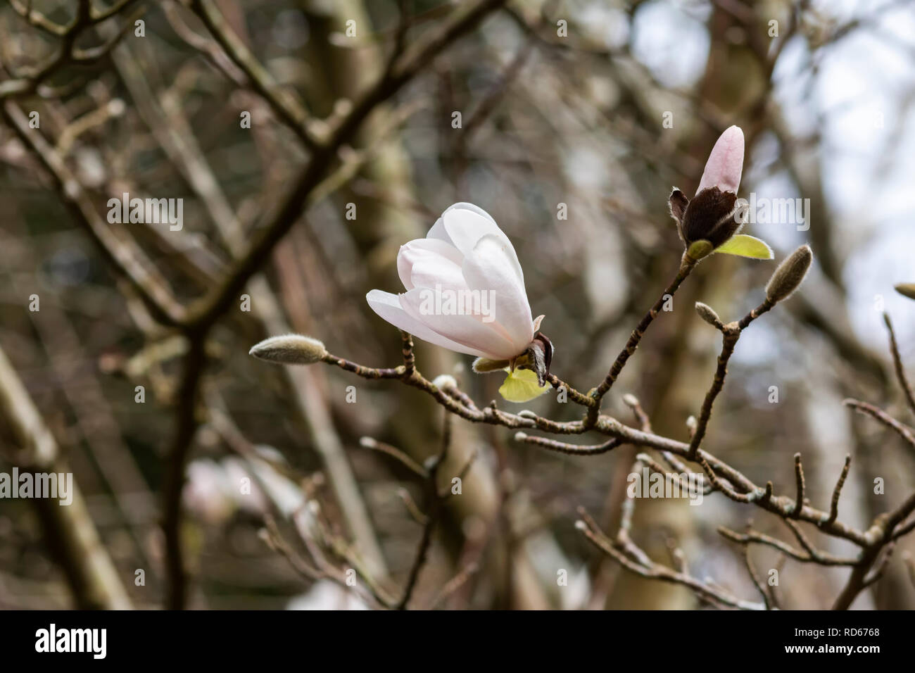 Magnolia tree in flower hi-res stock photography and images - Alamy