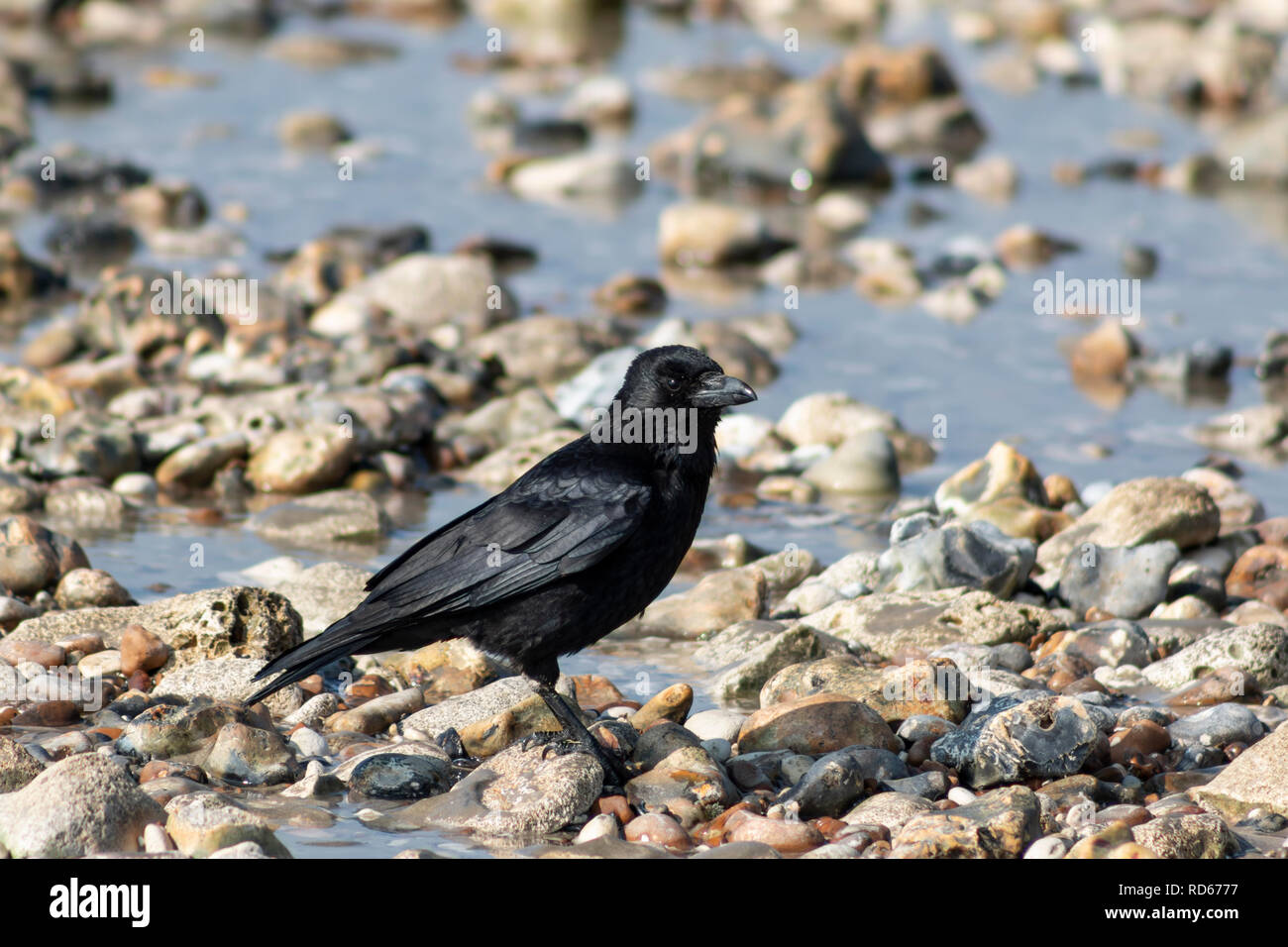 Crow at the beach Stock Photo - Alamy