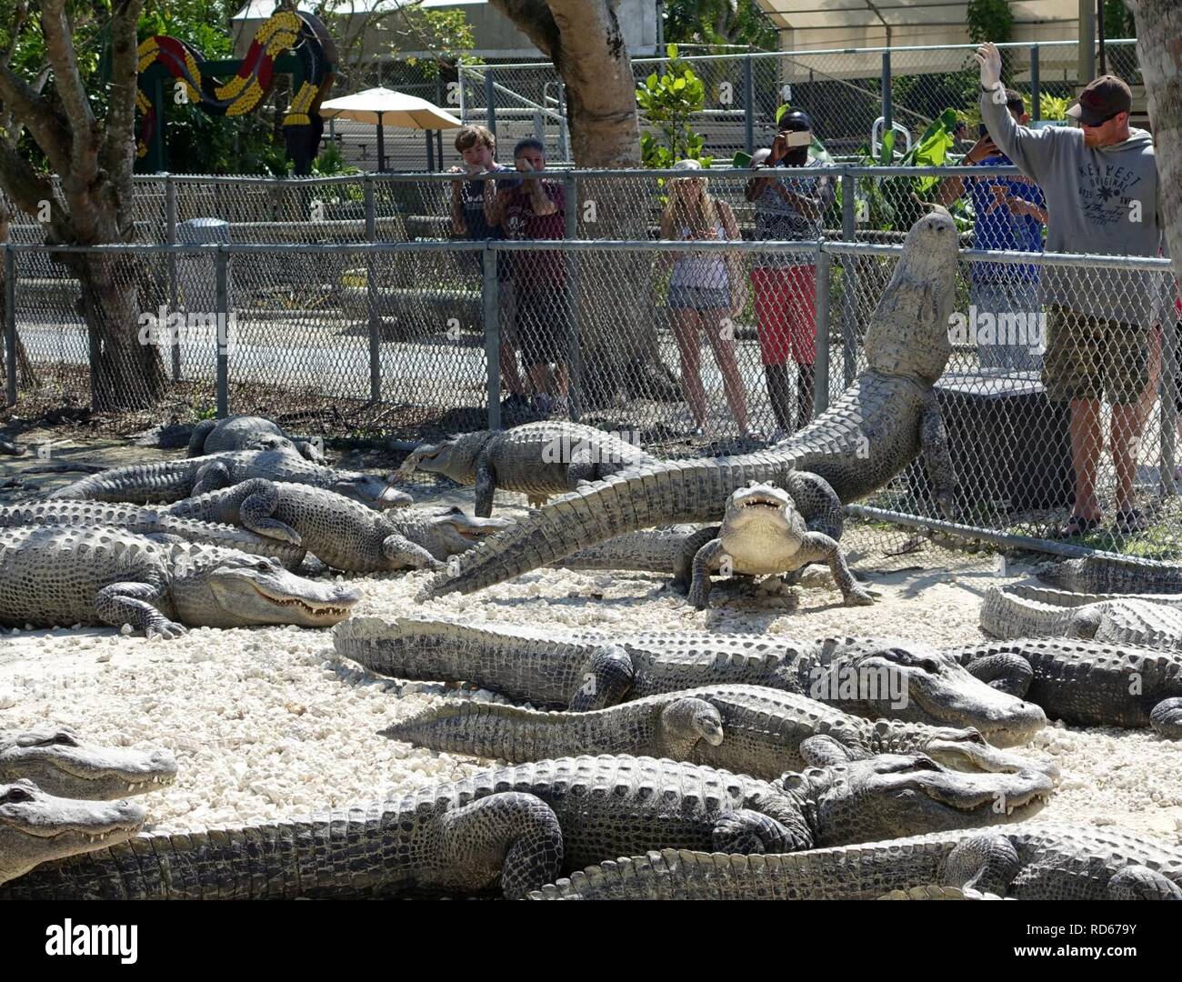 Everglades alligator farm hi-res stock photography and images - Alamy