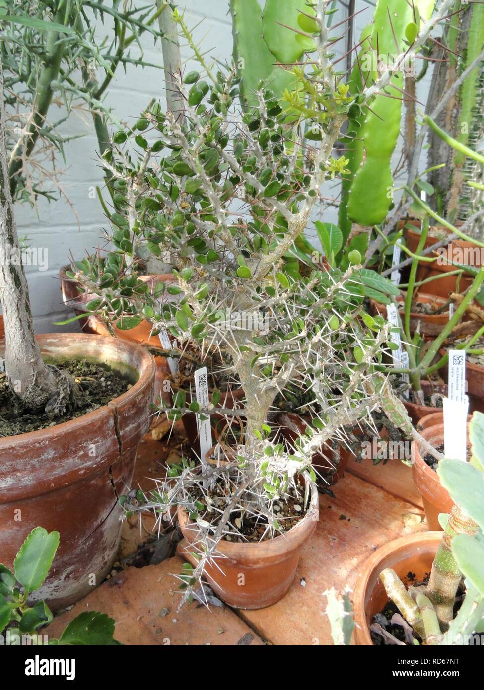 Alluaudia comosa - Lyman Plant House, Smith College Stock Photo - Alamy