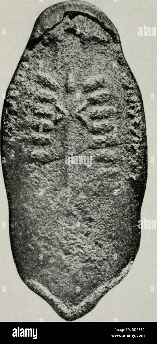 Poraspis hi-res stock photography and images - Alamy