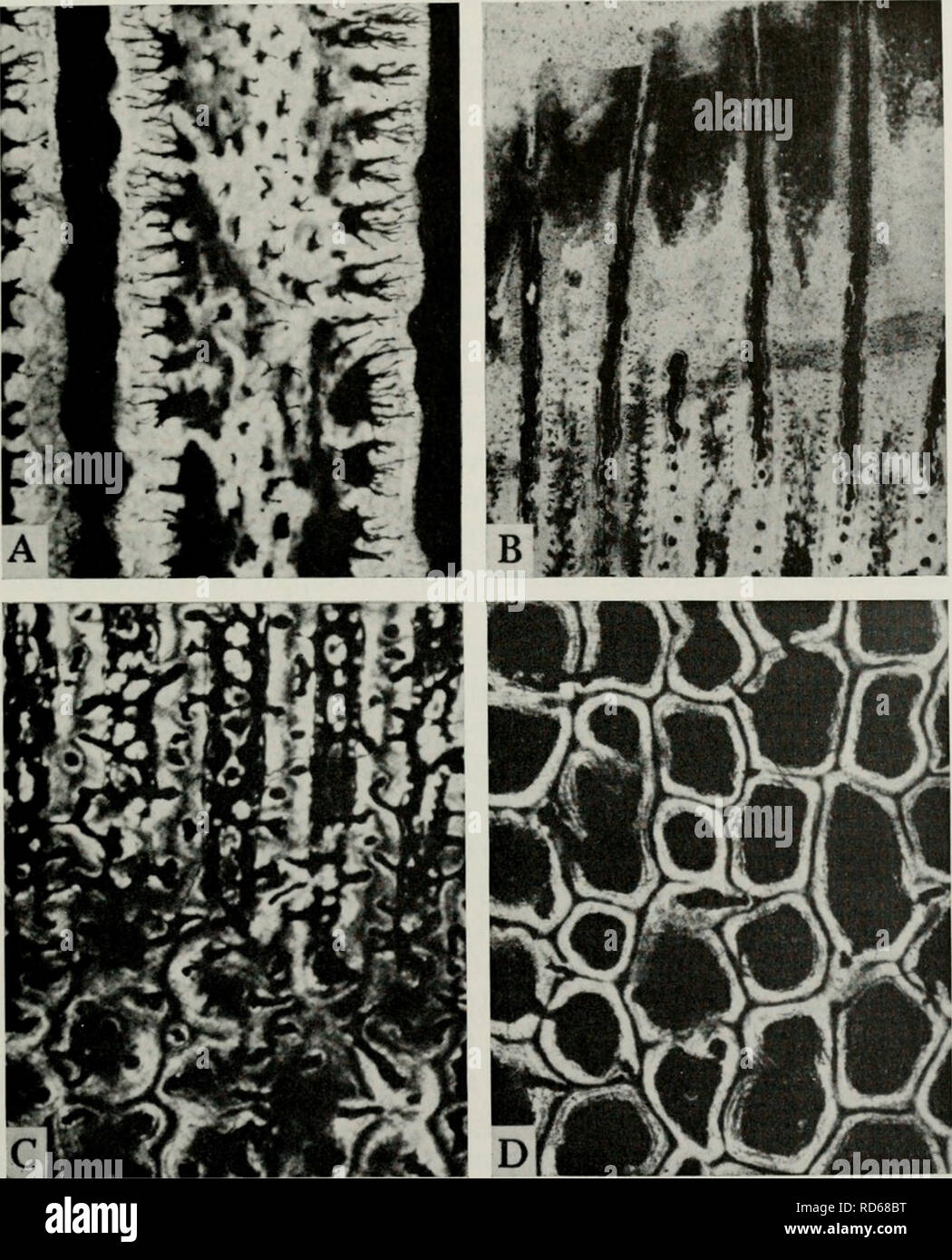 . The Cyathaspididae; a family of Silurian and Devonian jawless ...