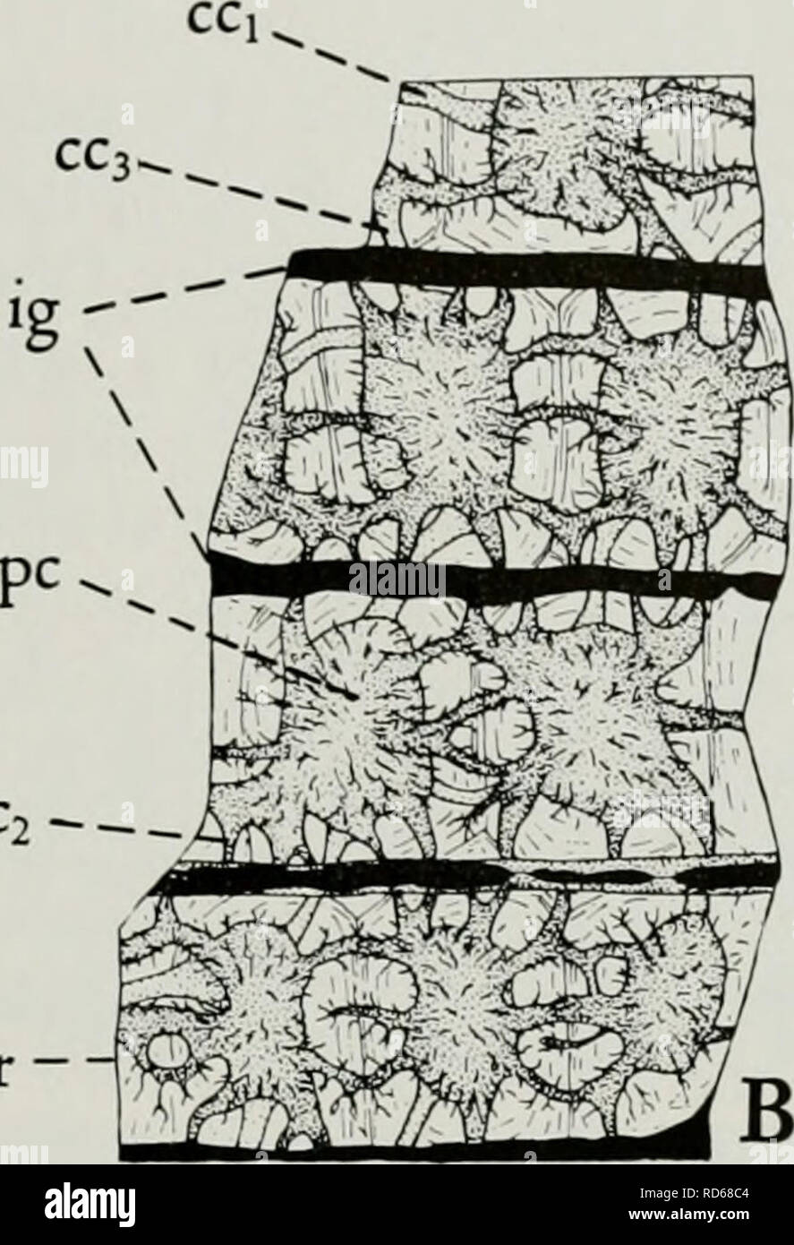 . The Cyathaspididae; a family of Silurian and Devonian jawless ...