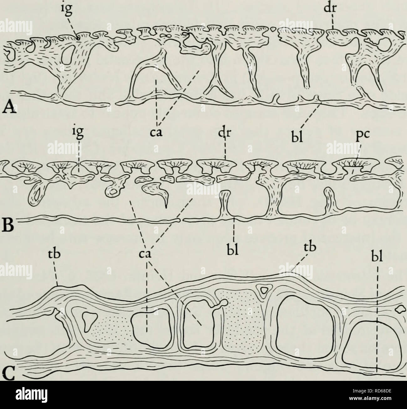 . The Cyathaspididae; a family of Silurian and Devonian jawless ...