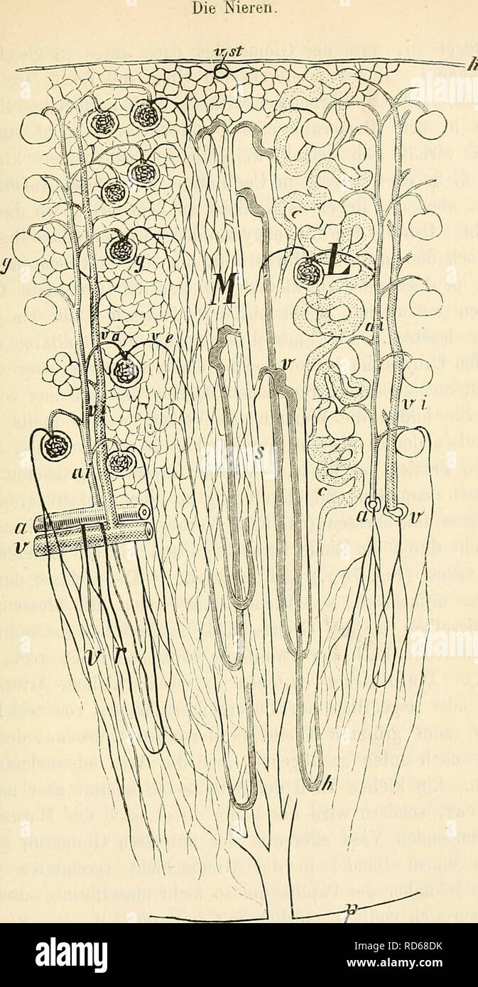 Vasa recta hi-res stock photography and images - Alamy