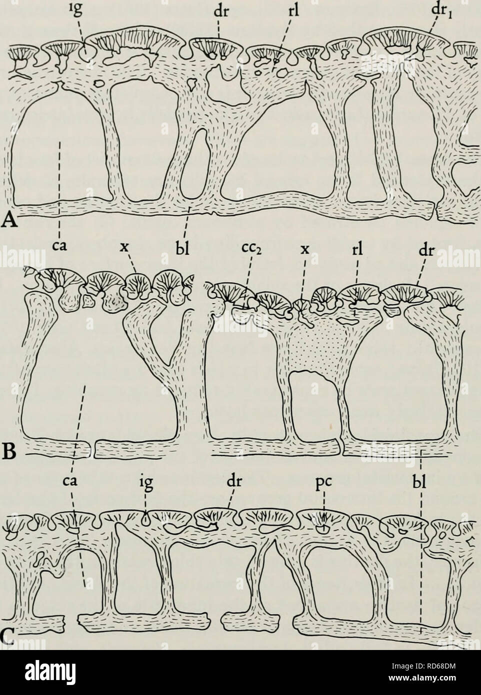 Phylogenetically hi-res stock photography and images - Alamy