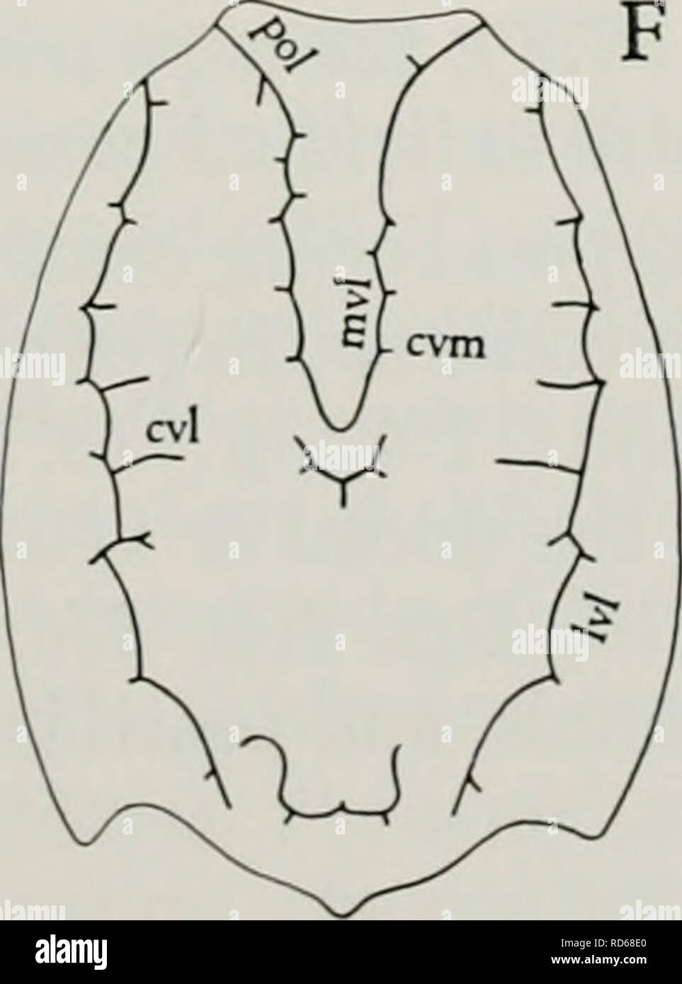. The Cyathaspididae; a family of Silurian and Devonian jawless ...
