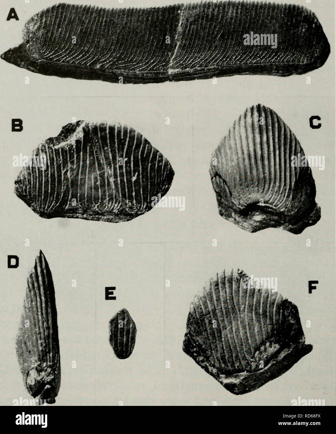 . The Cyathaspididae; a family of Silurian and Devonian jawless ...
