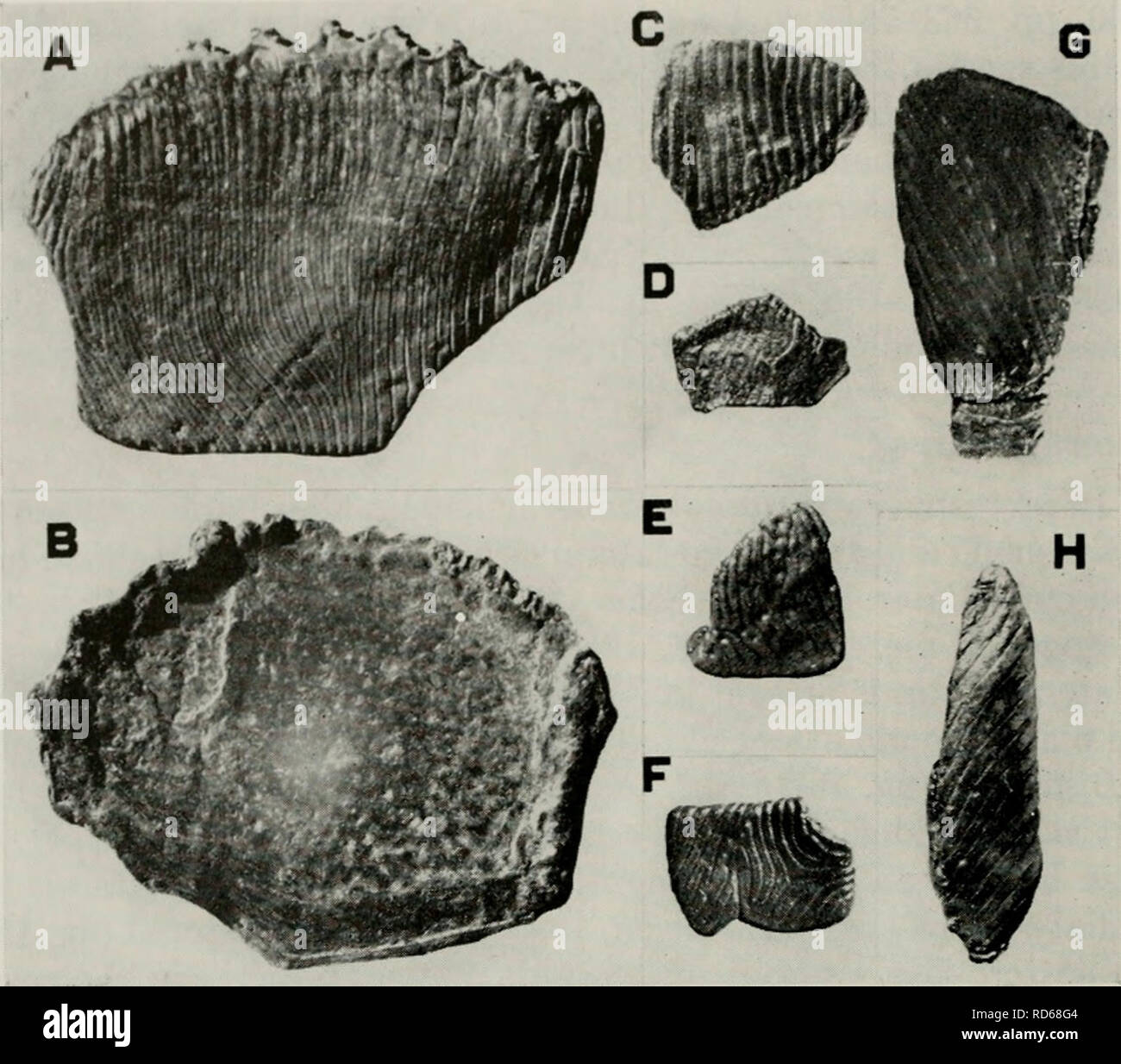 . The Cyathaspididae; a family of Silurian and Devonian jawless ...