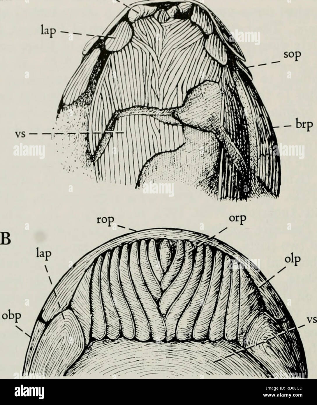 Anglaspis heintzi hi-res stock photography and images - Alamy