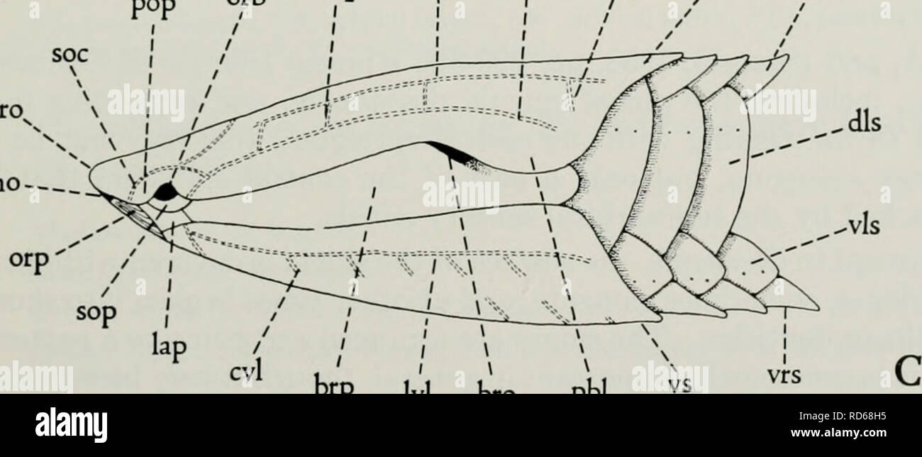 . The Cyathaspididae; a family of Silurian and Devonian jawless ...