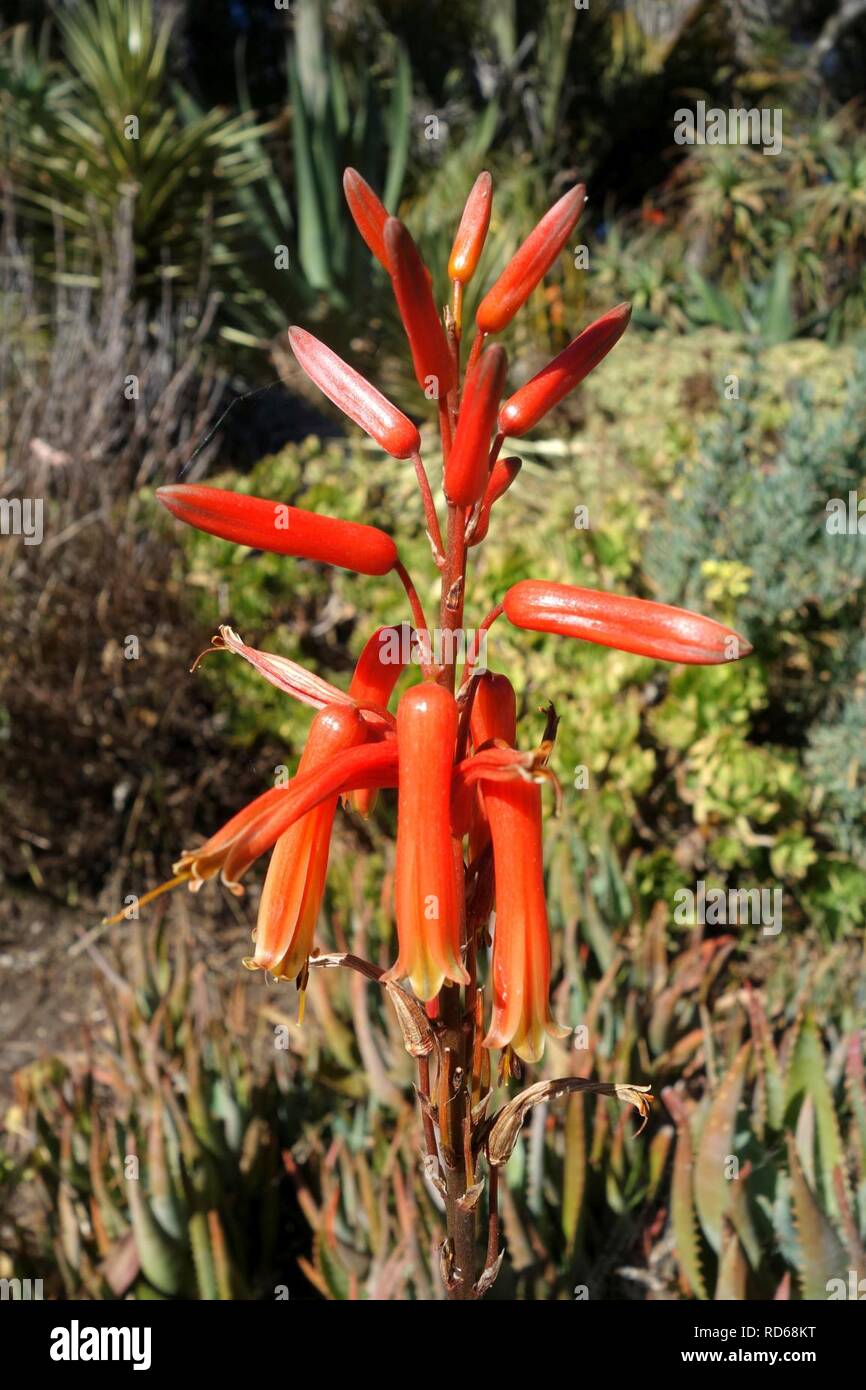 Aloe cameronii hi-res stock photography and images - Alamy