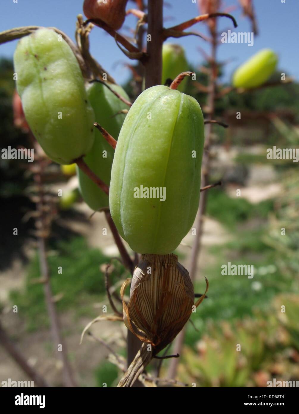Aloe fosteri fruits Stock Photo - Alamy