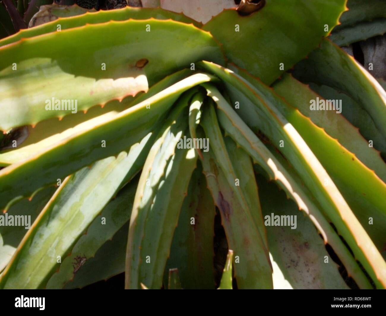 Aloe hardyi hi-res stock photography and images - Alamy