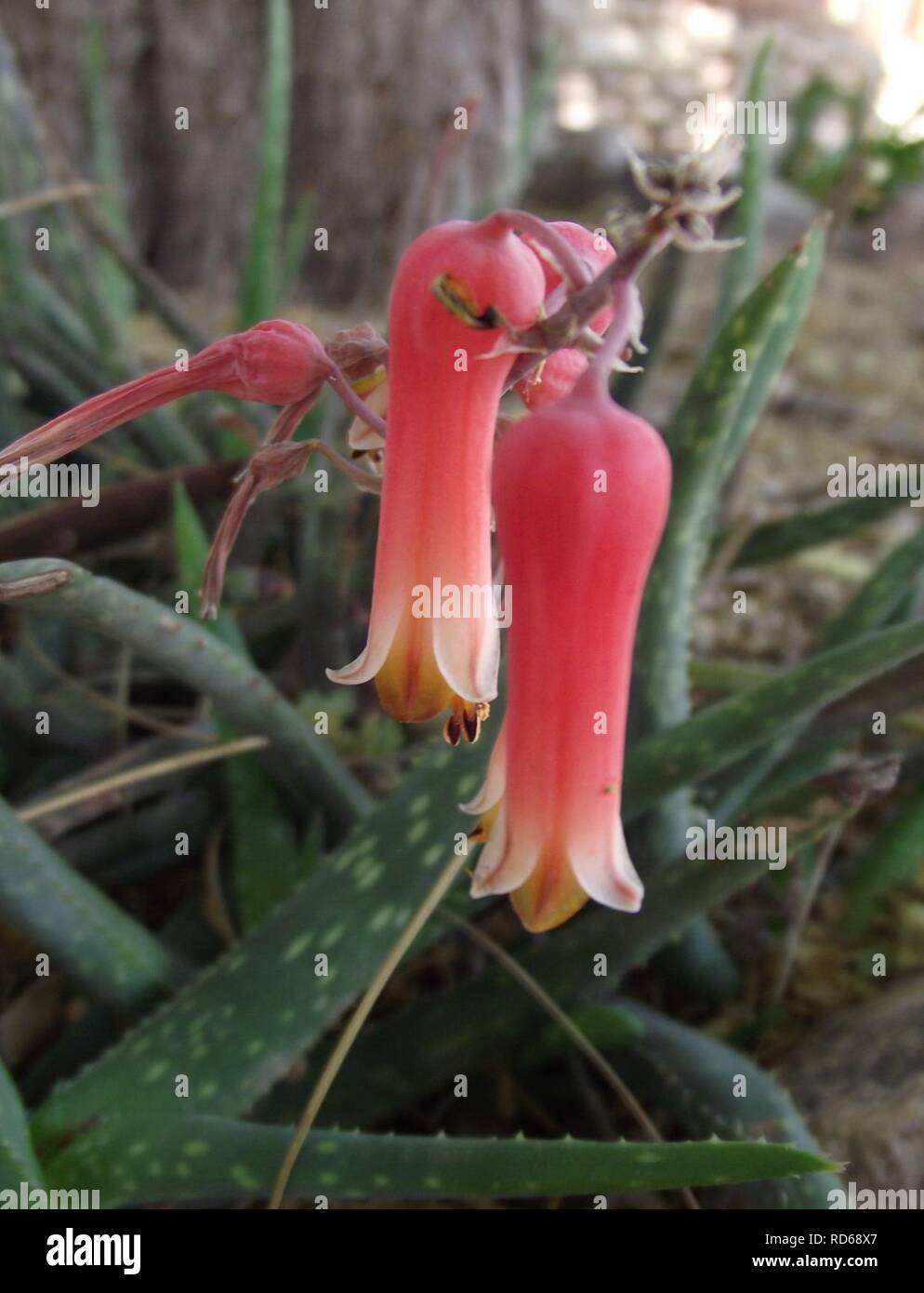 Aloe jacksonii hi-res stock photography and images - Alamy