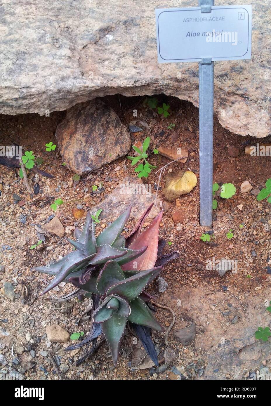 Aloe meyeri - cultivation in Kirstenbosch botanical gardens Stock Photo ...