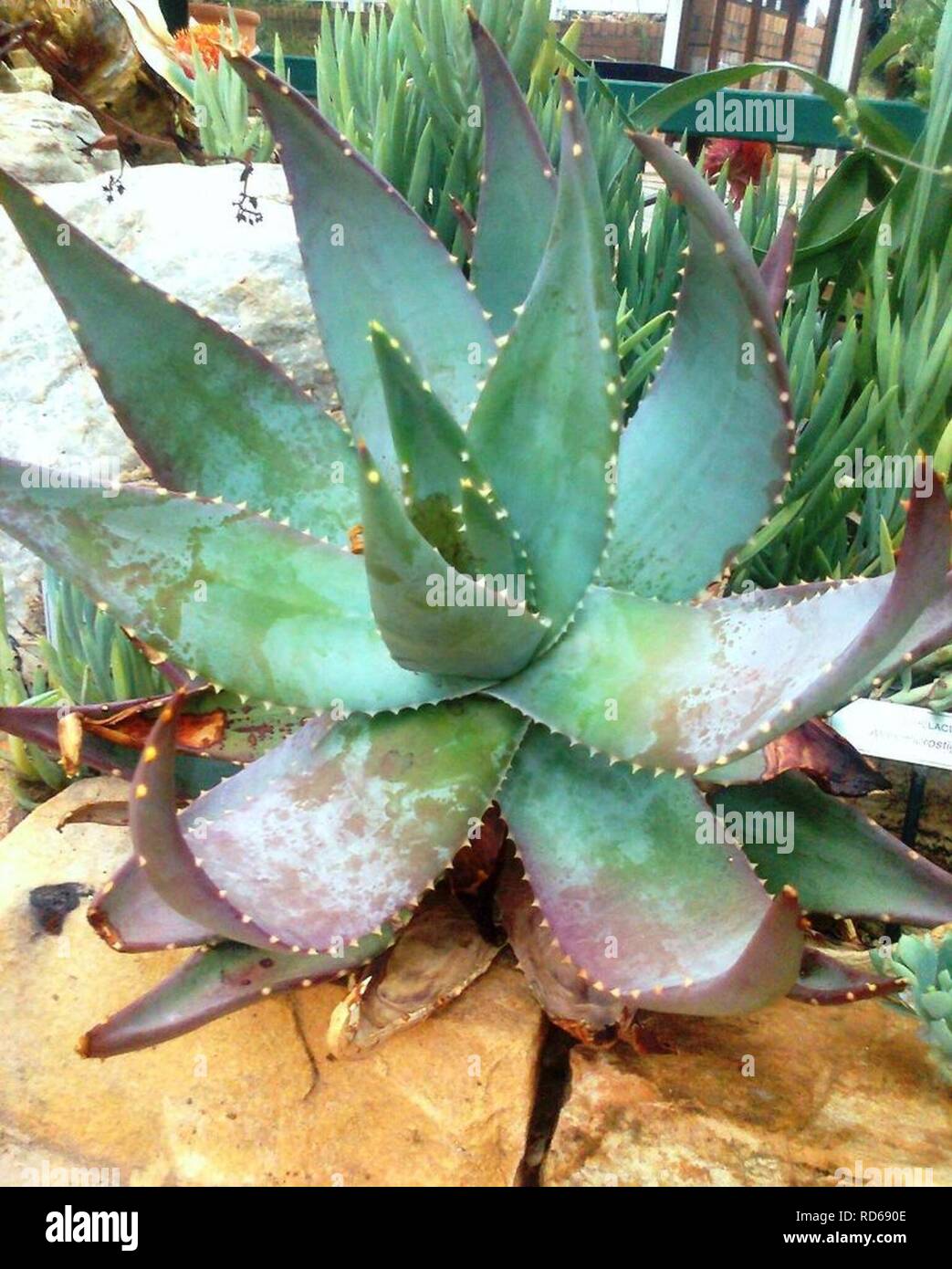 Aloe microstigma hi-res stock photography and images - Alamy