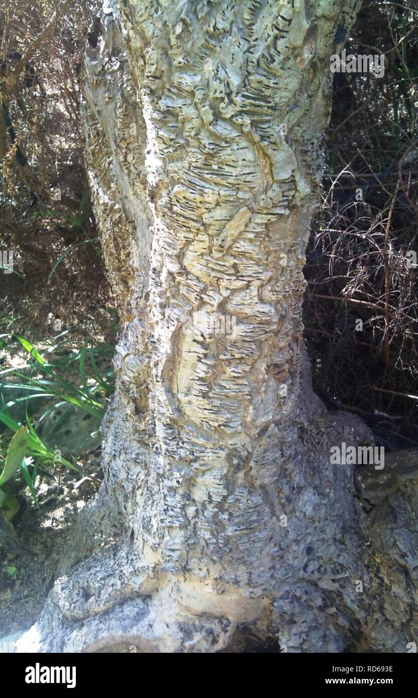 Aloe plicatilis - Detail of trunk and bark Stock Photo - Alamy