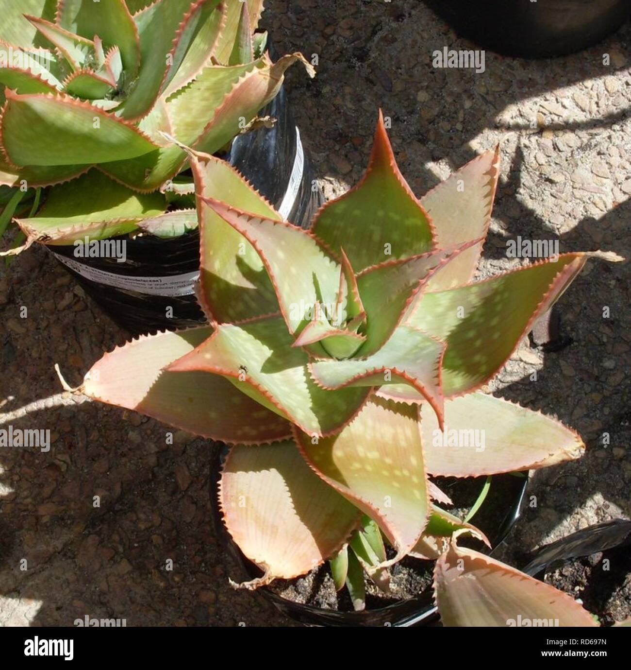 Aloe striata hi-res stock photography and images - Alamy