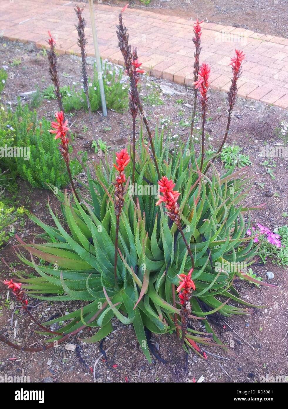 Aloe succotrina hi-res stock photography and images - Alamy