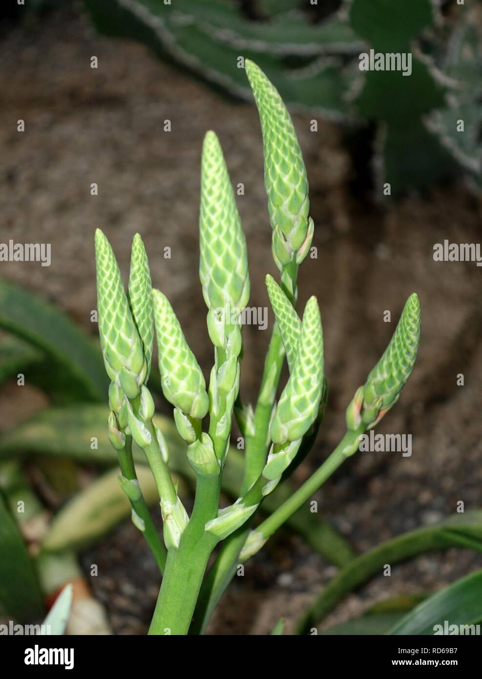 Aloe vacillans (Aloe audhalica) - Botanischer Garten - Heidelberg ...