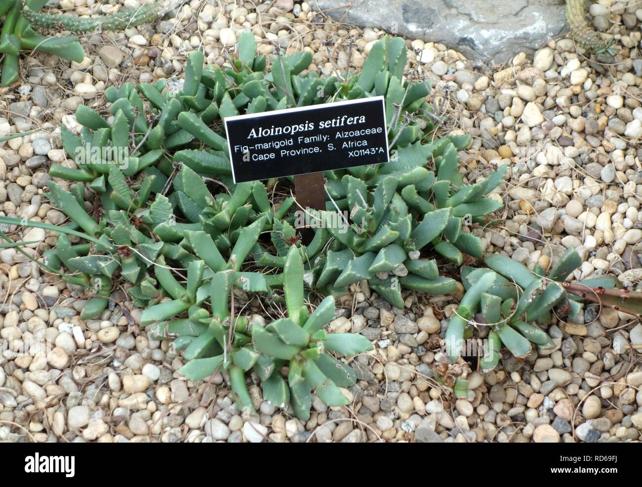 Aloinopsis setifera - Brooklyn Botanic Garden - Brooklyn, NY Stock ...